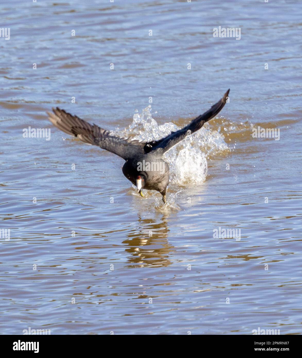 American coot charging another coot hi-res stock photography and images ...