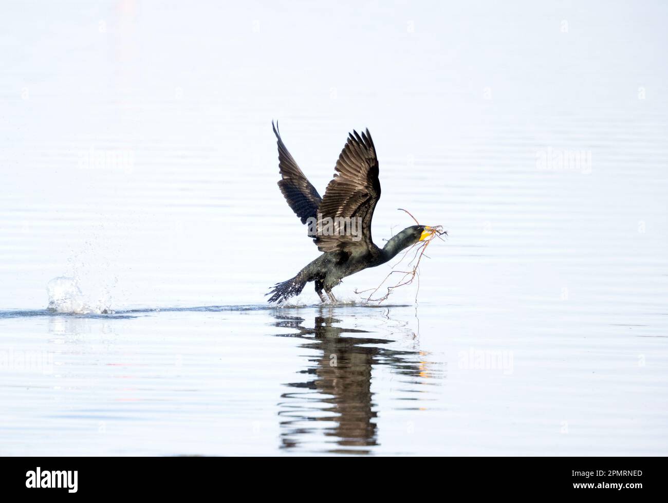 Double crested cormorant taking off from water hi-res stock photography ...