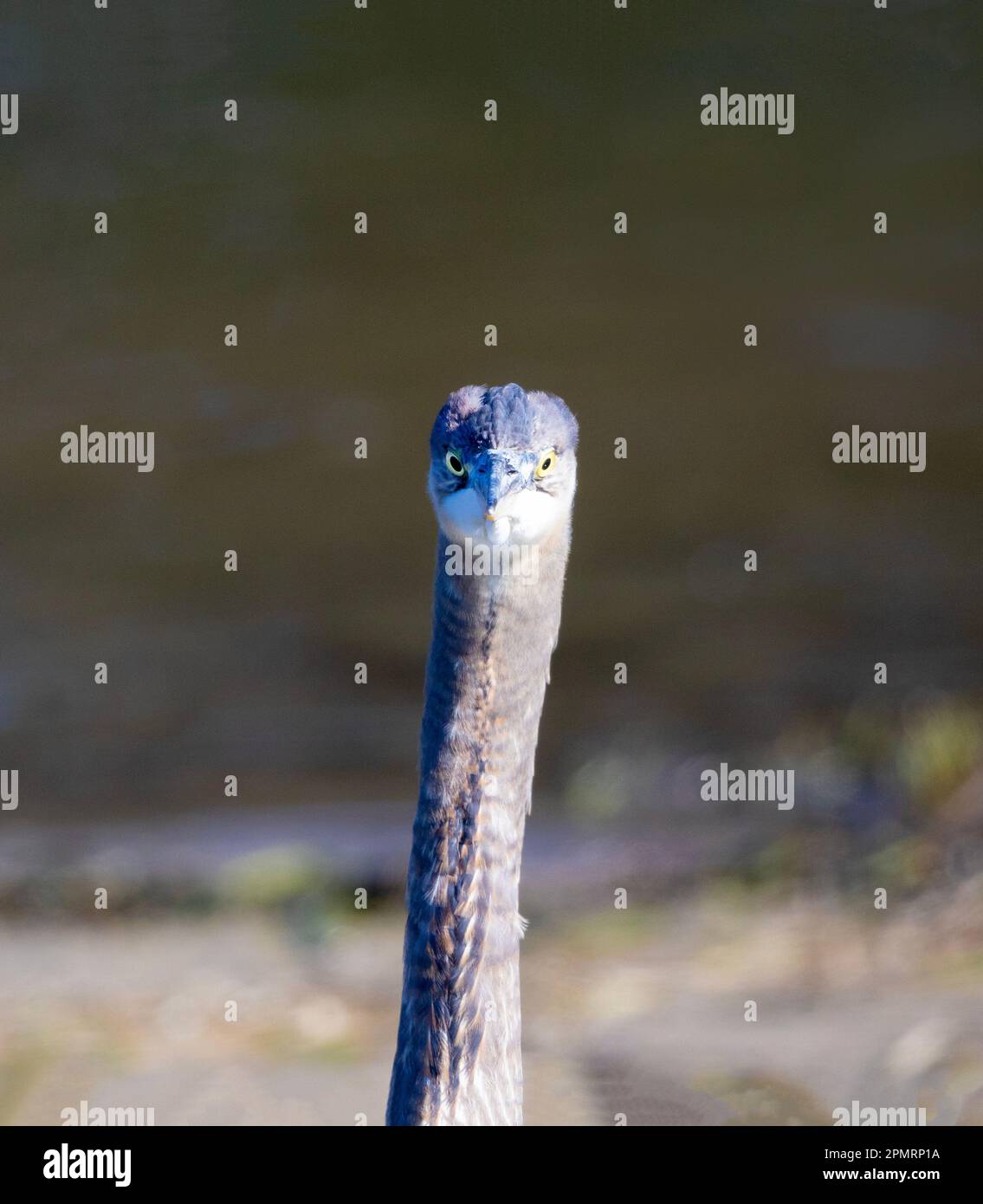 Great Blue Heron Portrait Looking at Camera Stock Photo - Alamy