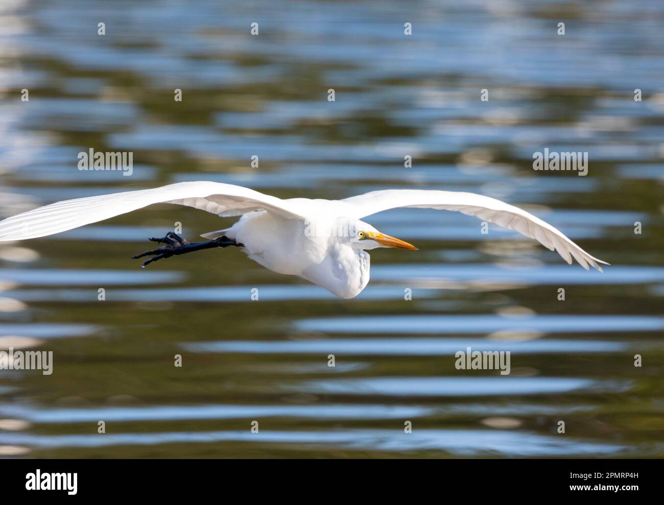 Great Egret Flight Full Frame Stock Photo - Alamy