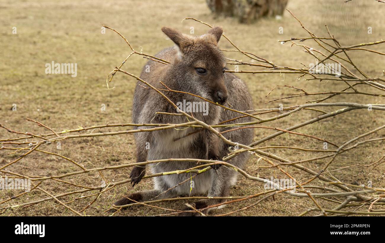 Kangaroo chewing hi-res stock photography and images - Alamy