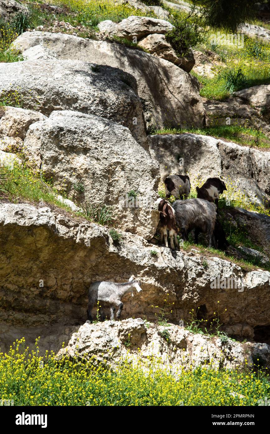 goats climbing rocks Stock Photo - Alamy