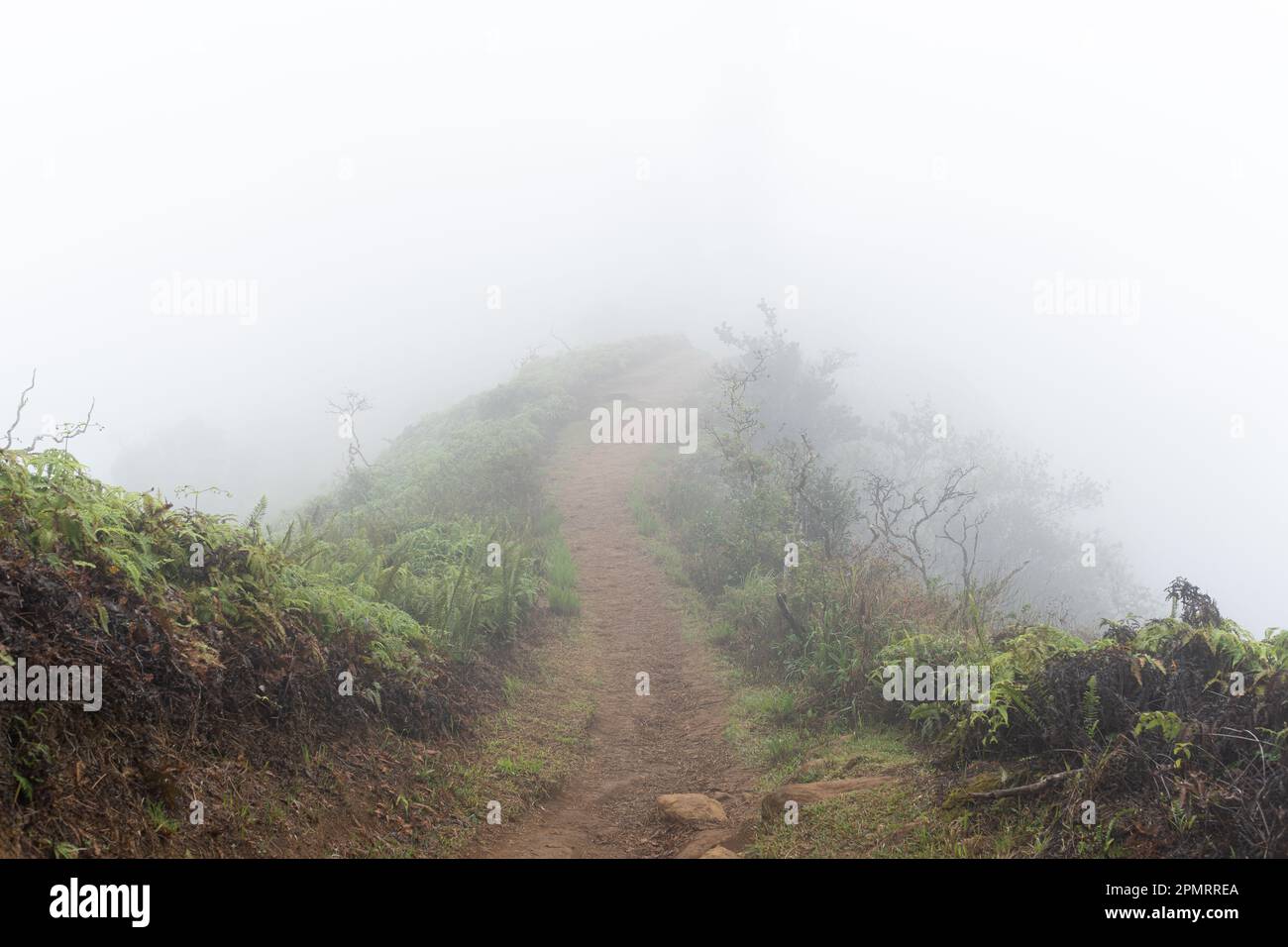 The Waihee Ridge Trail covered in heavy fog on a rainy day in Hawaii ...
