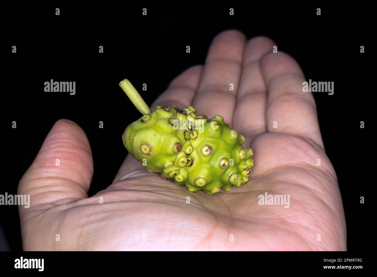 Noni fruit, Morinda citrifolia Stock Photo - Alamy
