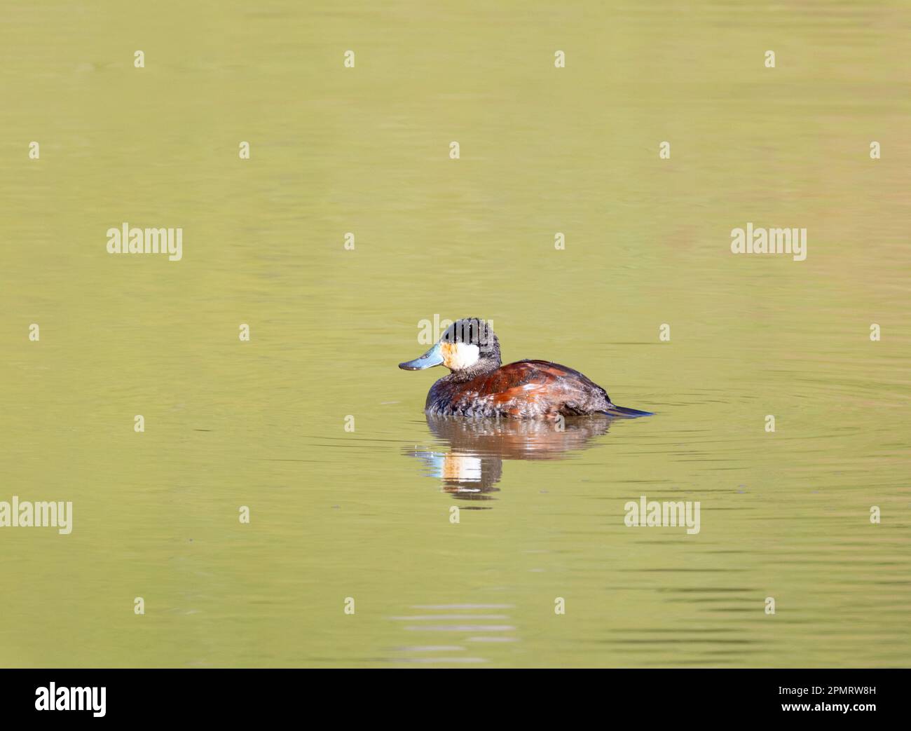Ruddy duck plumage hi-res stock photography and images - Alamy