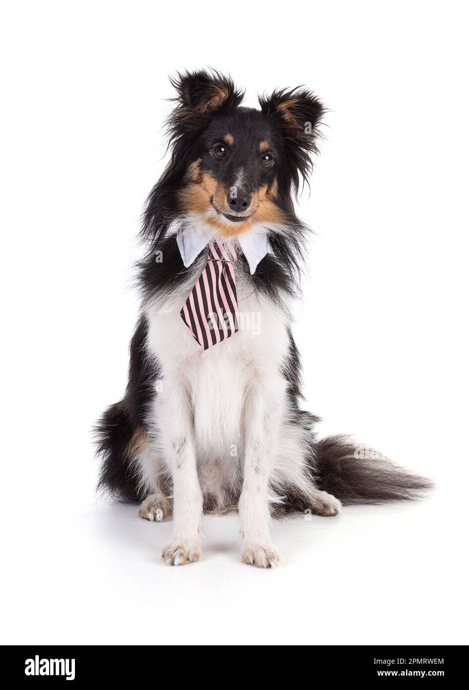 Shetland dog sitting with a tie on a white background Stock Photo - Alamy