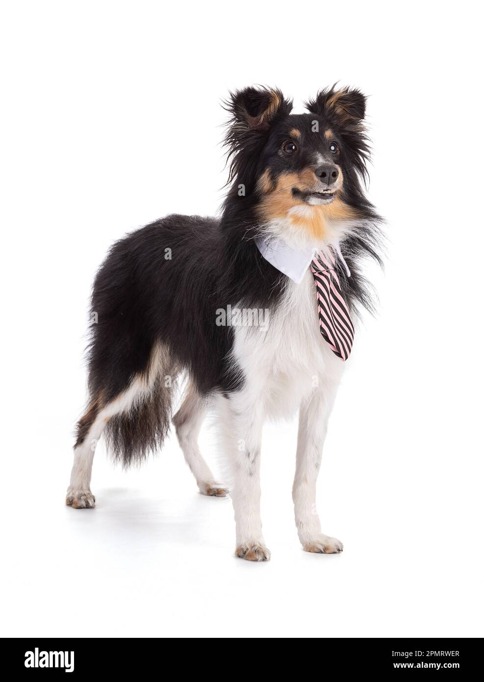Shetland dog with a tie on white background Stock Photo - Alamy