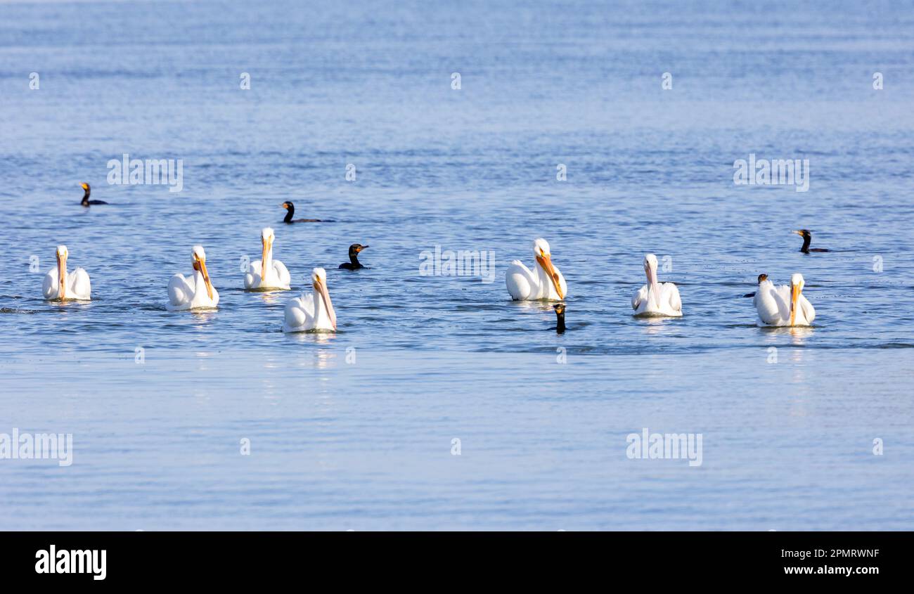 Seven american hi-res stock photography and images - Alamy