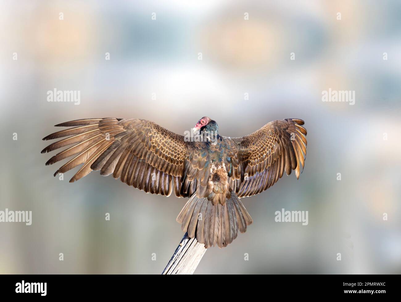 Turkey Vulture Back to Camera Stock Photo - Alamy