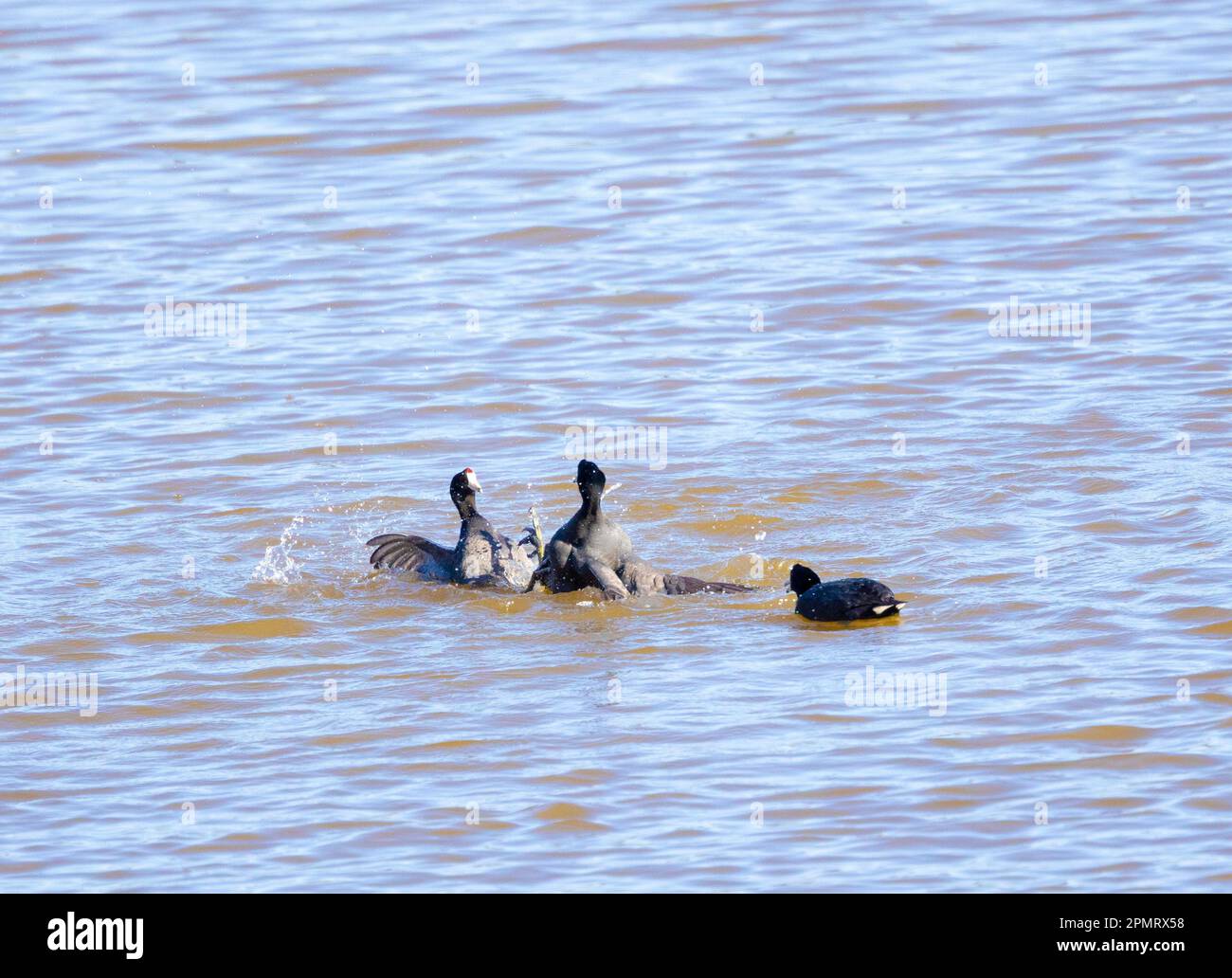 American Coots fighting Stock Photo - Alamy