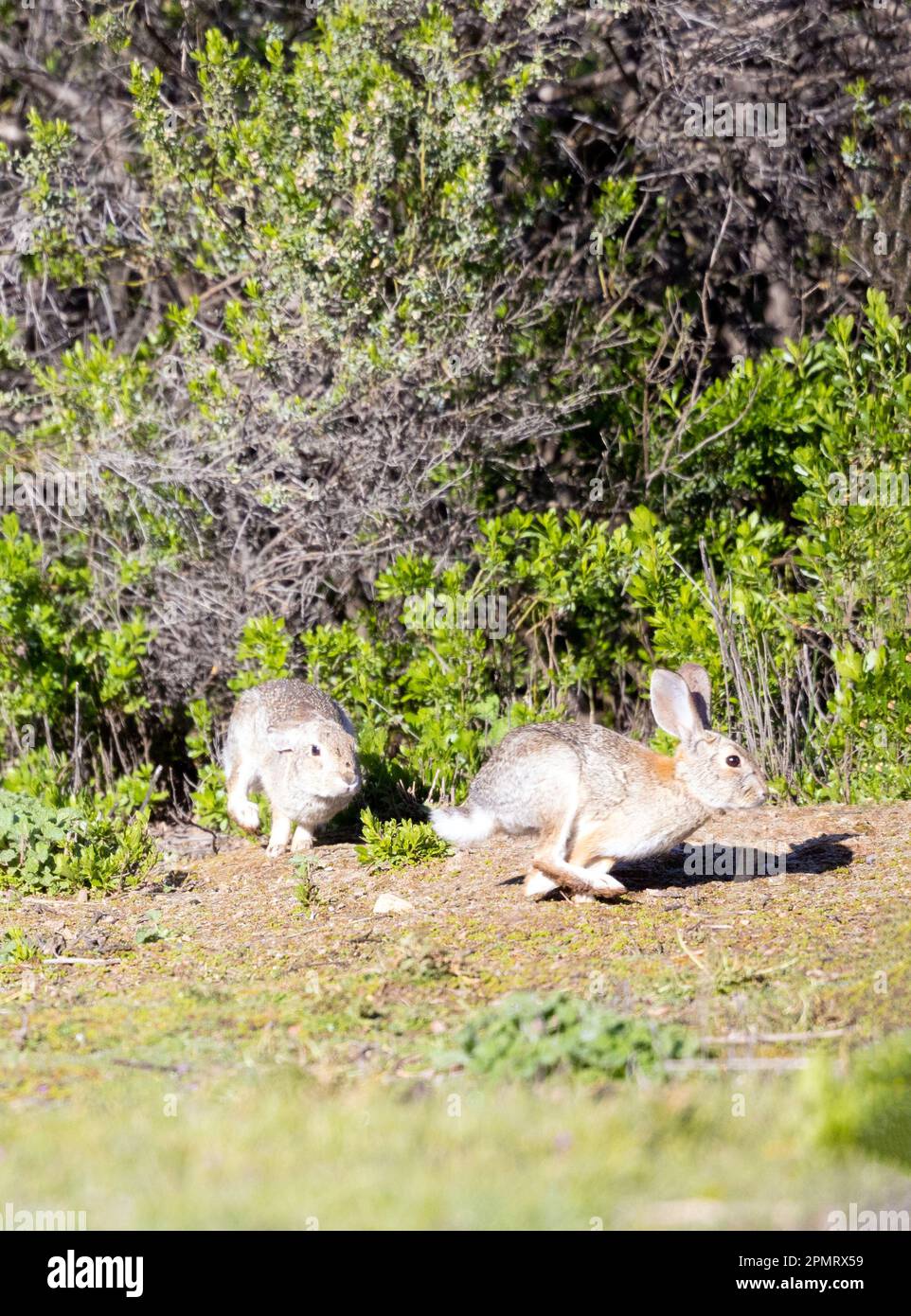 Cottontail rabbits hi-res stock photography and images - Alamy