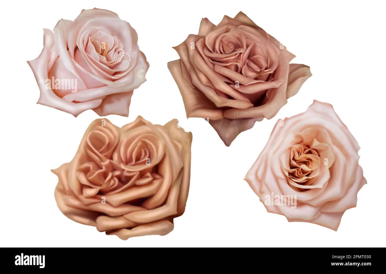 Watercolor peach roses. delicate realistic roses. Set of illustrations ...