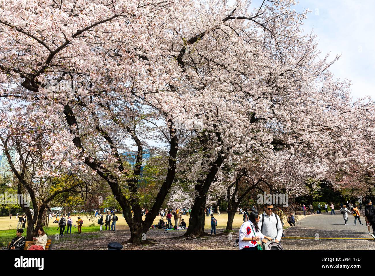 Tokyo Japan 2023 cheery blossom sakura season in Shinjuku park popular ...