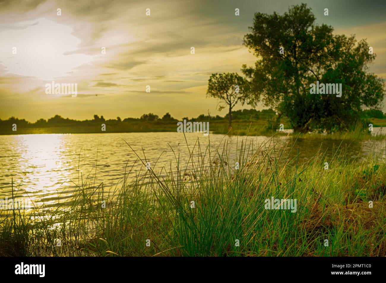 Trees by the pond with grass during the sunset in Surabaya, East Java ...