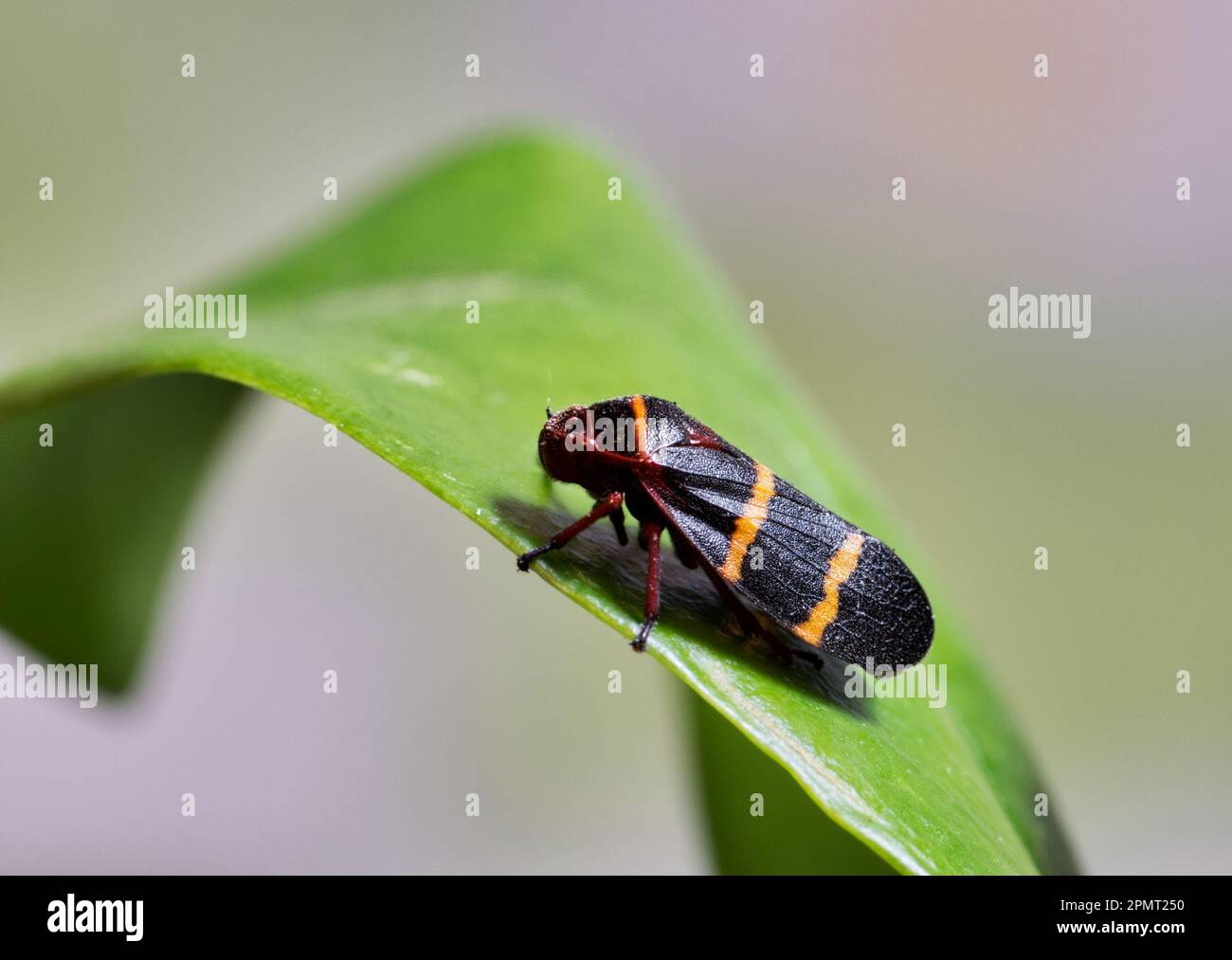 Two-Lined Spittlebug (Prosapia bicincta) on a leaf. This tiny insect is ...