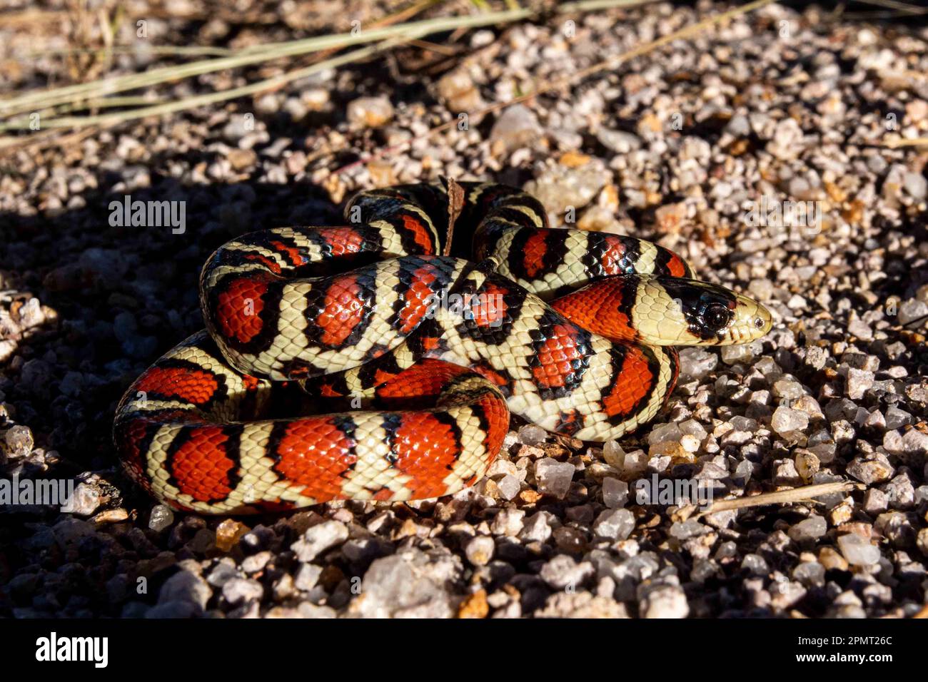 Mousetrap coral reptile, false coral or royal snake coralillo is a ...