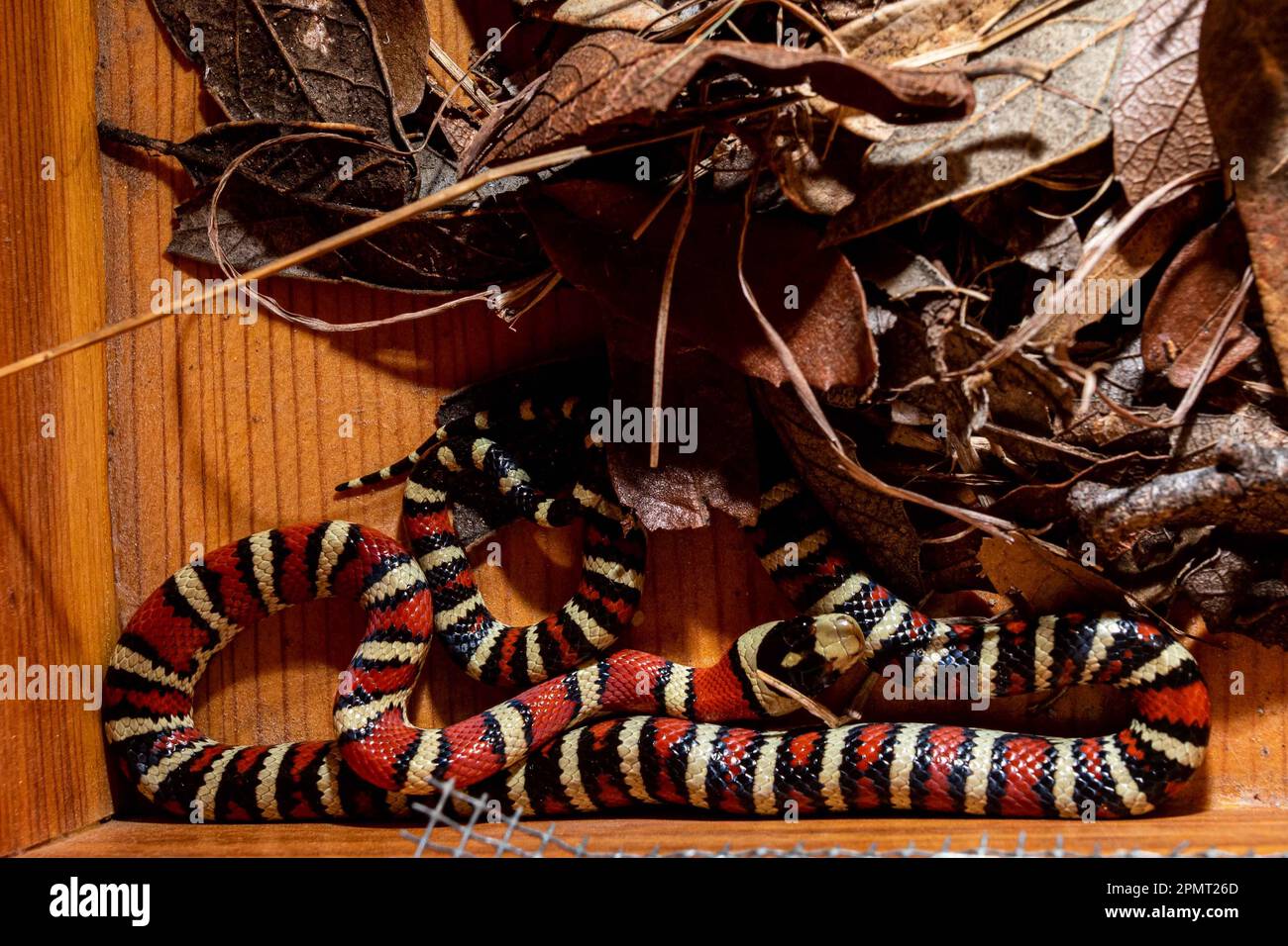 Mousetrap coral reptile, false coral or royal snake coralillo is a ...