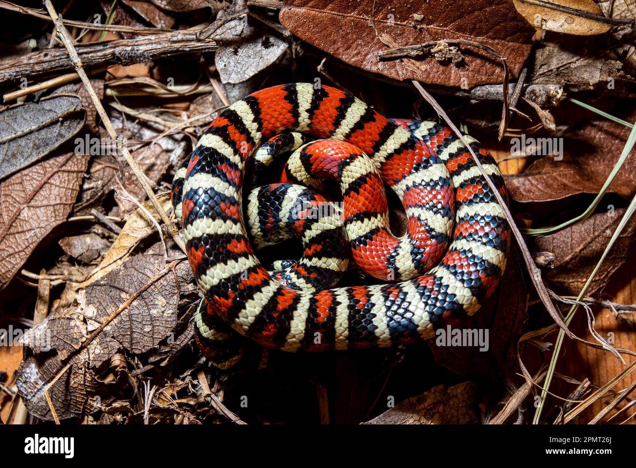 Mousetrap coral reptile, false coral or royal snake coralillo is a ...