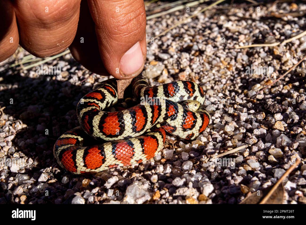 Culebra ratonera hi-res stock photography and images - Alamy