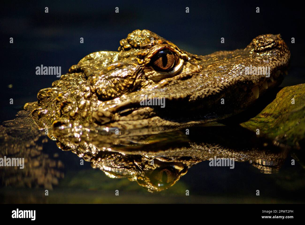 Captive creatures hi-res stock photography and images - Alamy