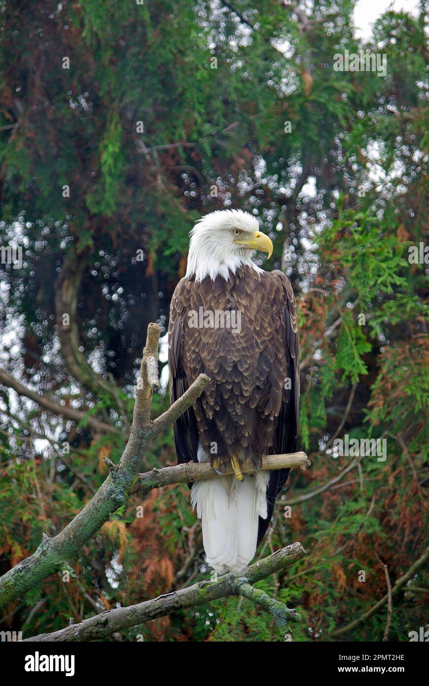 Bald Eagle on a branch Stock Photo - Alamy