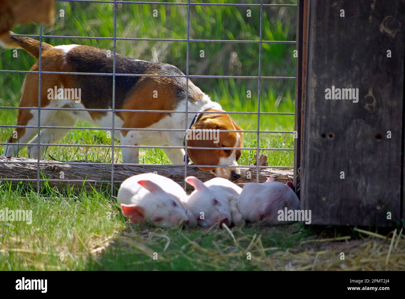 Beagle farming hi-res stock photography and images - Alamy