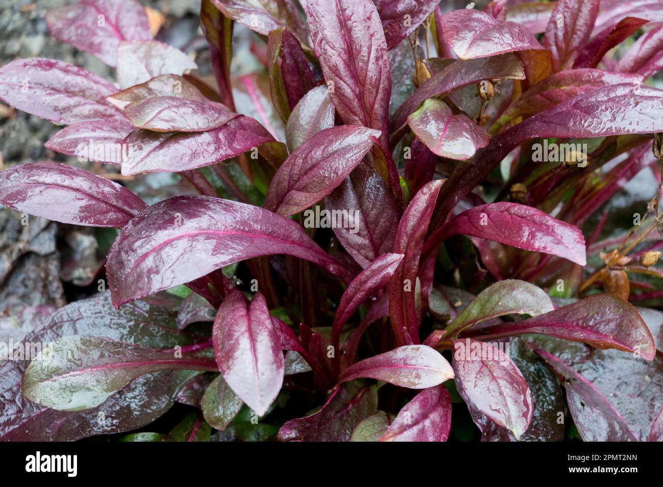 Dakota burgundy hi-res stock photography and images - Alamy