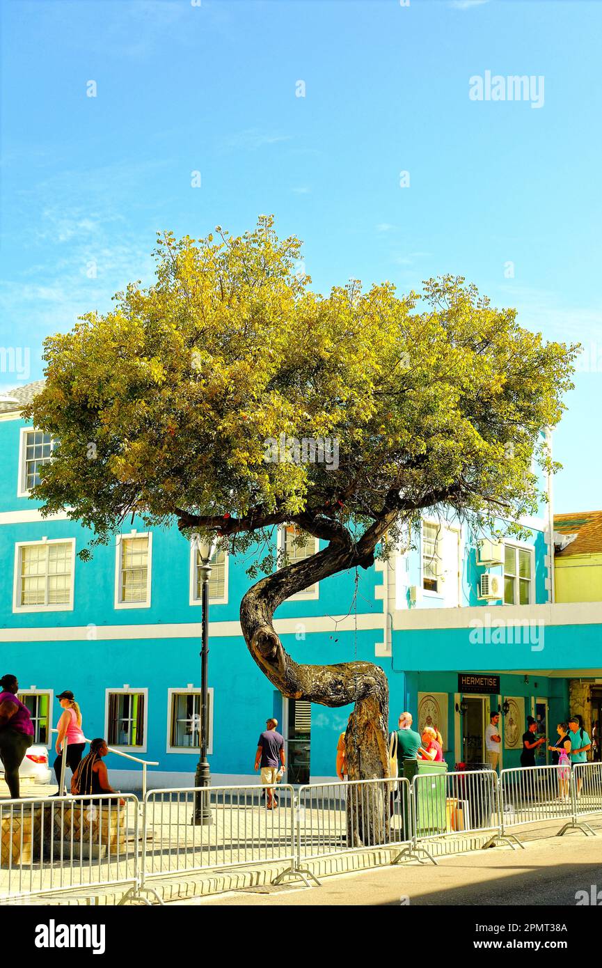 Bahamas dorian tree hi-res stock photography and images - Alamy