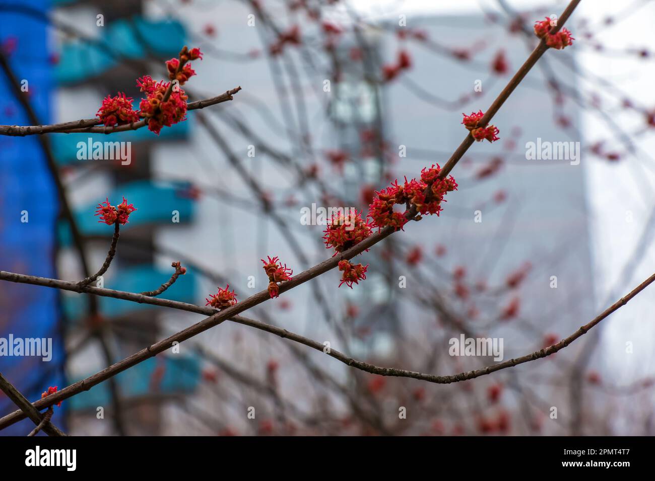 Close up view of emerging flower blossoms on a red maple tree acer ...