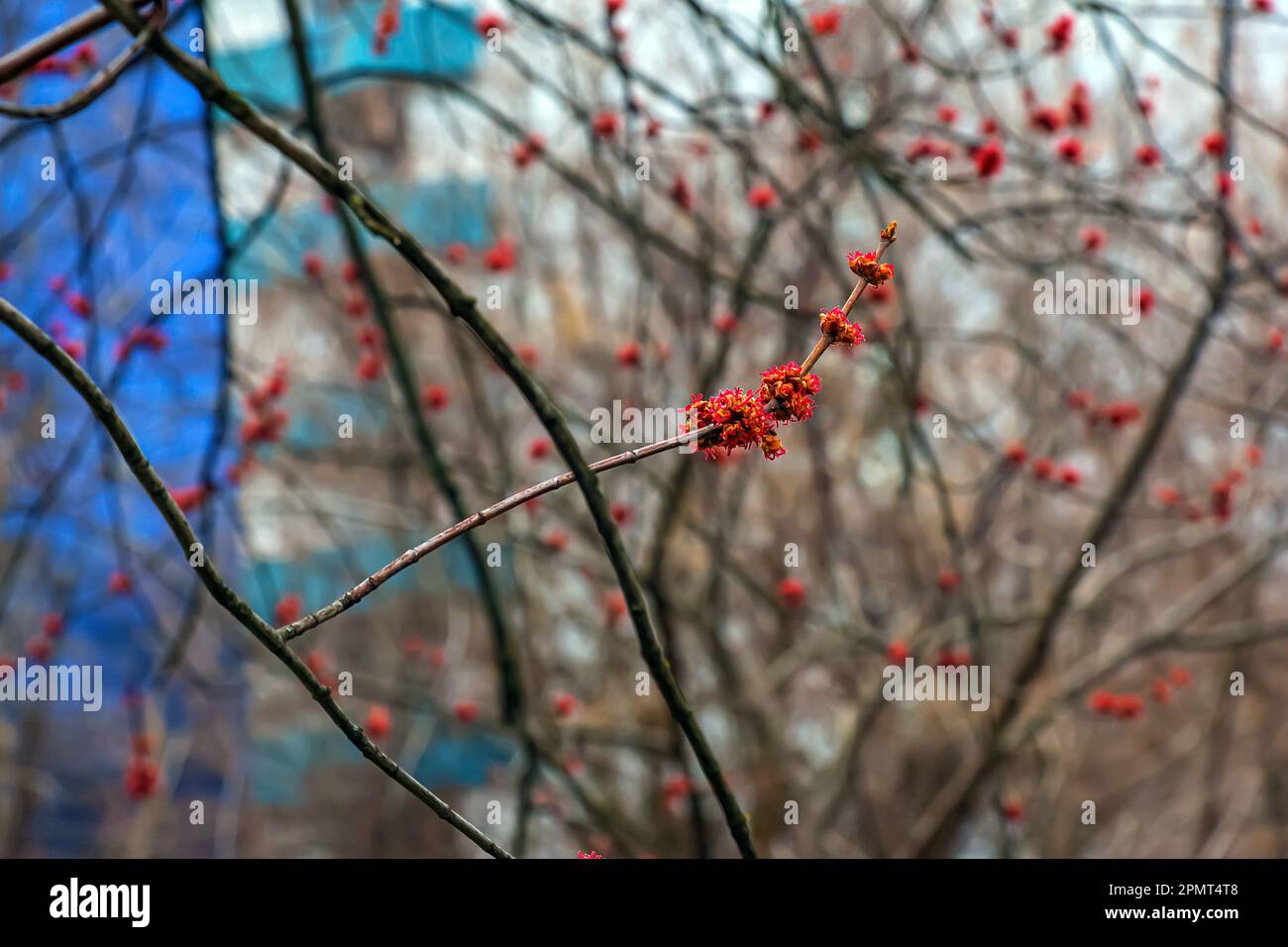 Close up view of emerging flower blossoms on a red maple tree acer ...