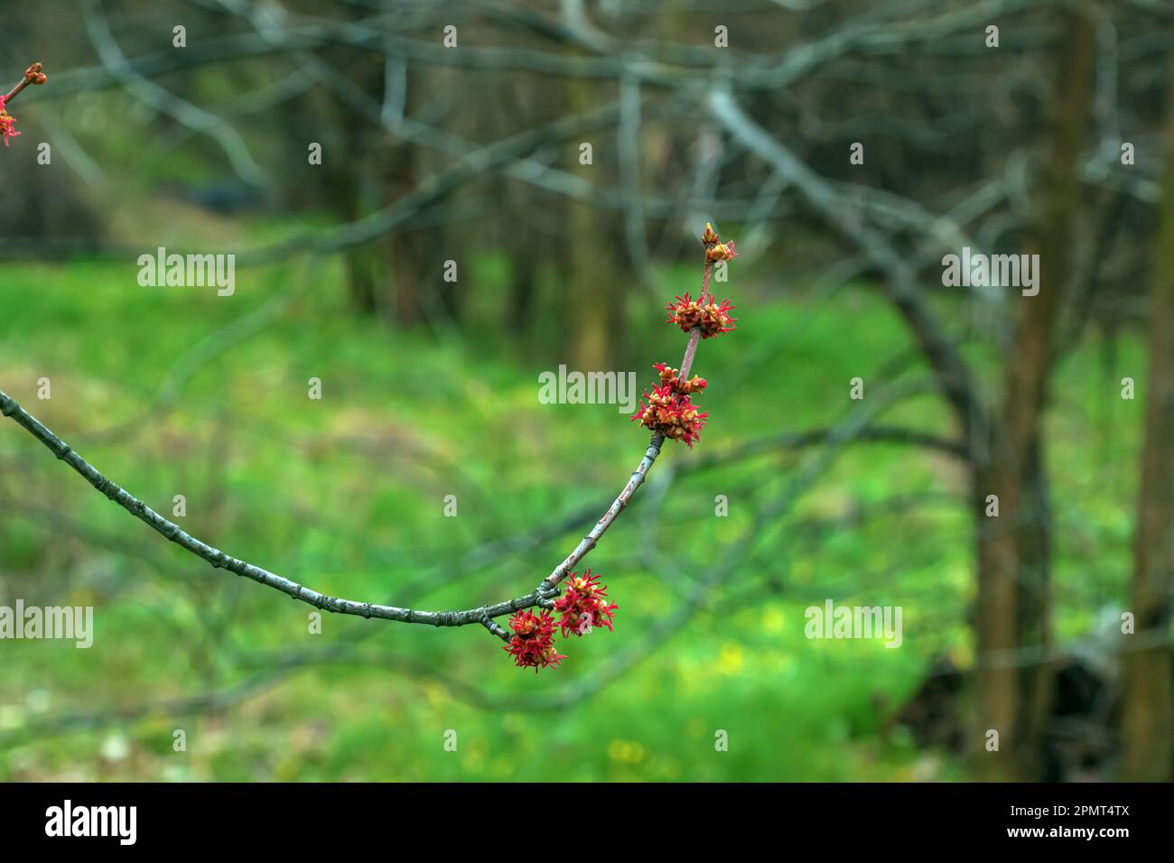 Close up view of emerging flower blossoms on a red maple tree acer ...