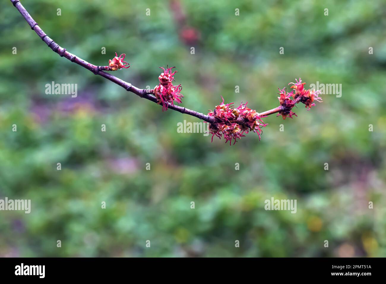 Close up view of emerging flower blossoms on a red maple tree acer ...