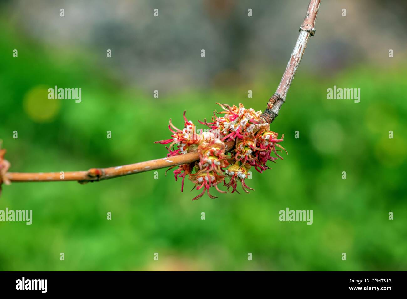 Close up view of emerging flower blossoms on a red maple tree acer ...