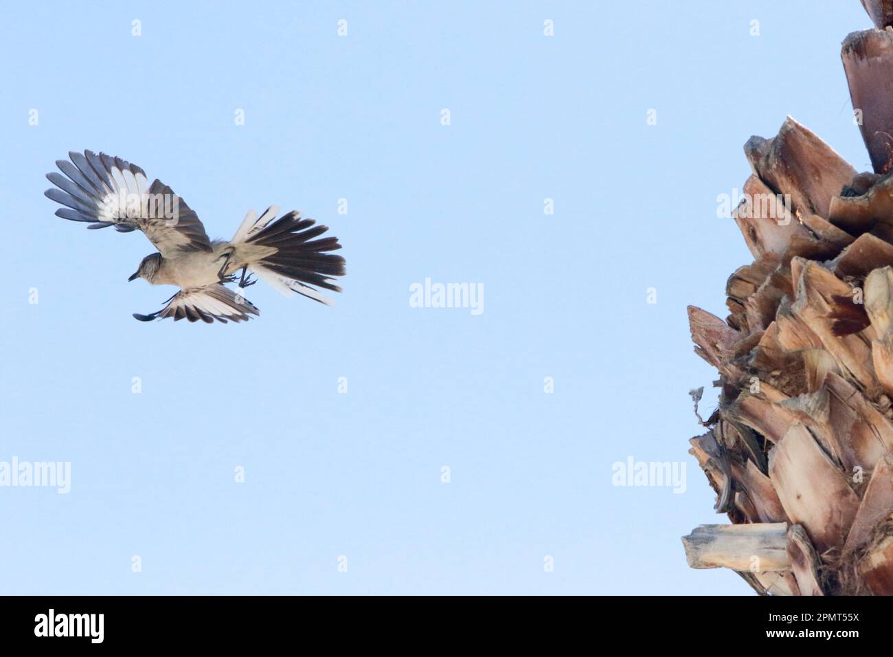 Northern mockingbird flight hi-res stock photography and images - Alamy