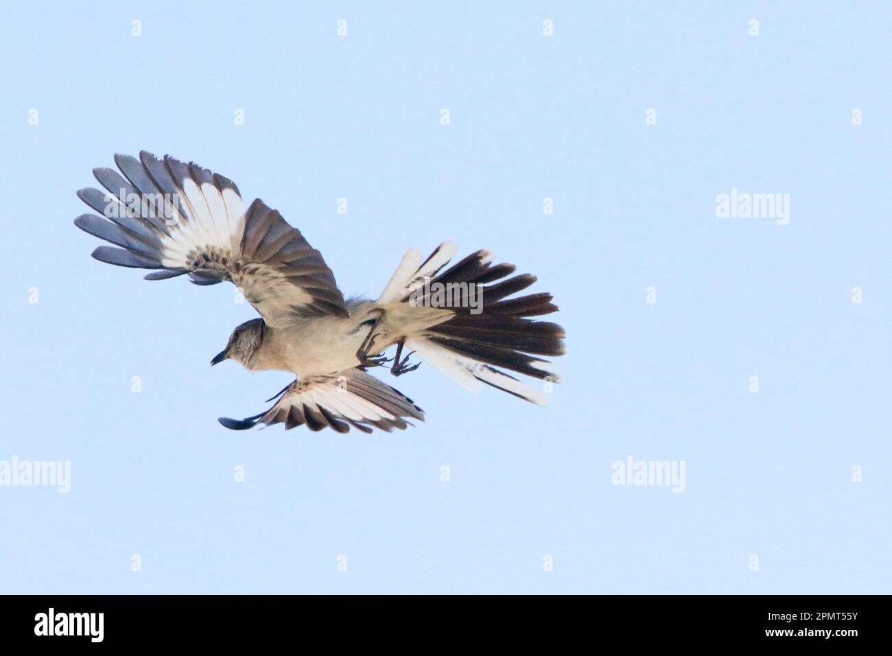 Northern mockingbird flight hi-res stock photography and images - Alamy