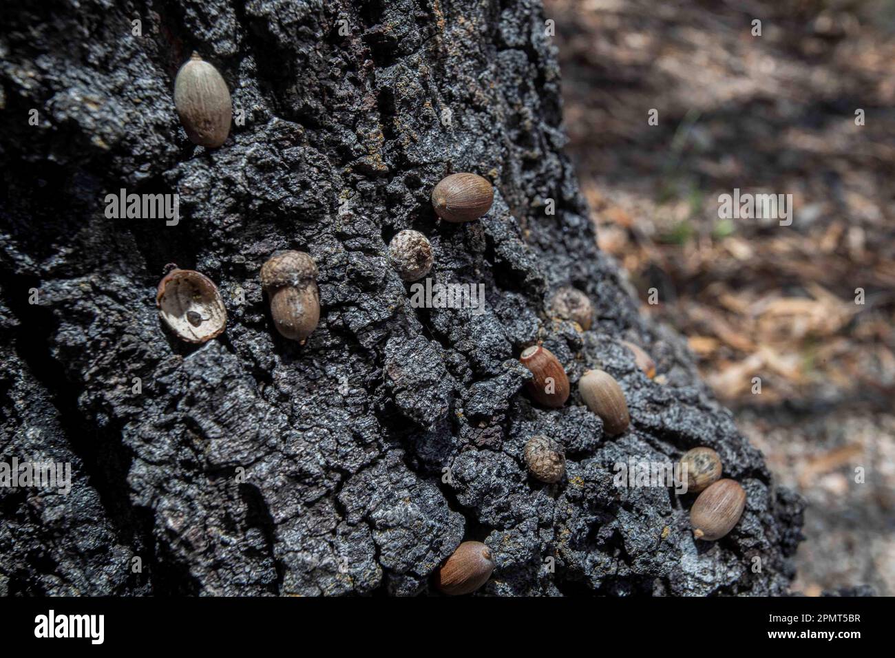 acorn or lande inside the trunk and bark of a tree, of the arboreal ...