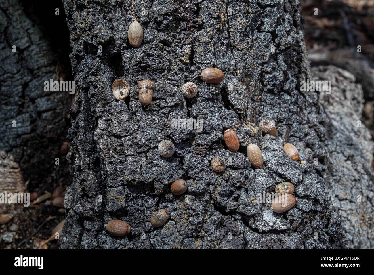 acorn or lande inside the trunk and bark of a tree, of the arboreal ...