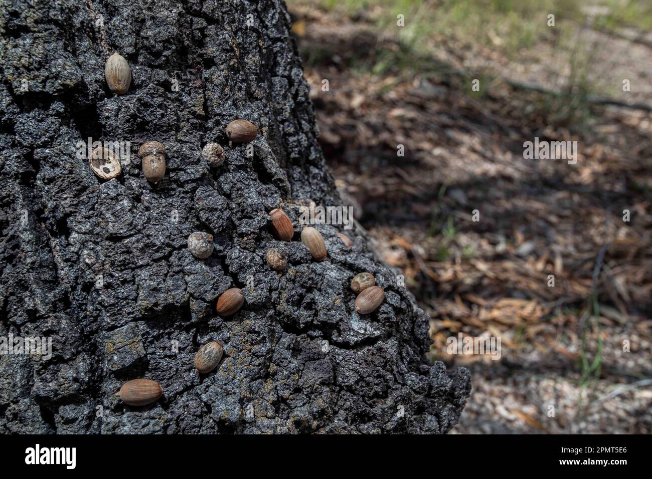 acorn or lande inside the trunk and bark of a tree, of the arboreal ...