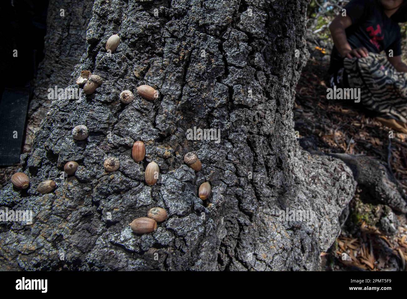 acorn or lande inside the trunk and bark of a tree, of the arboreal ...