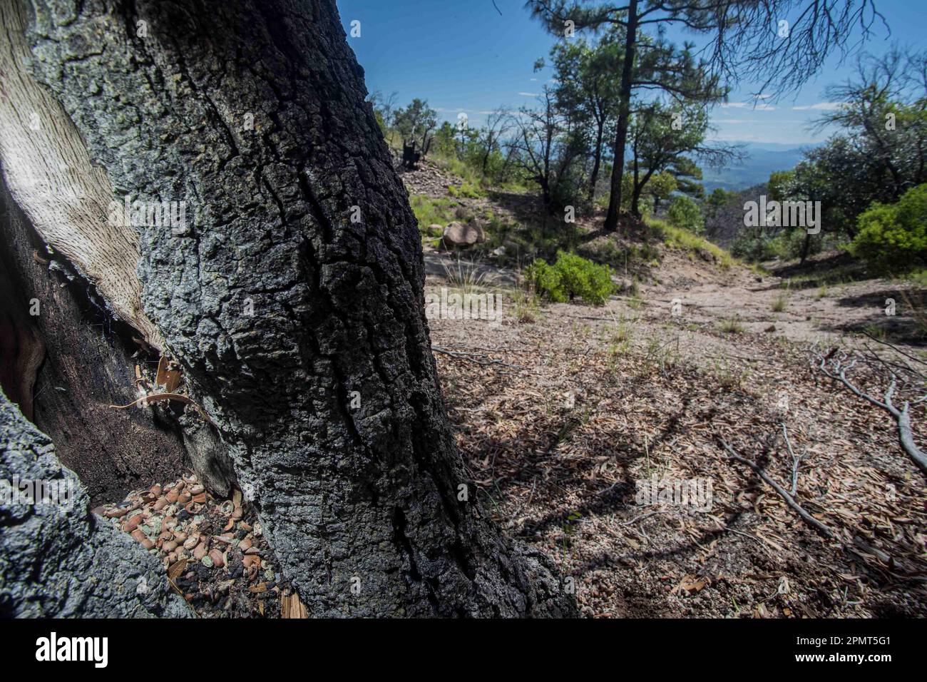 acorn or lande inside the trunk and bark of a tree, of the arboreal ...
