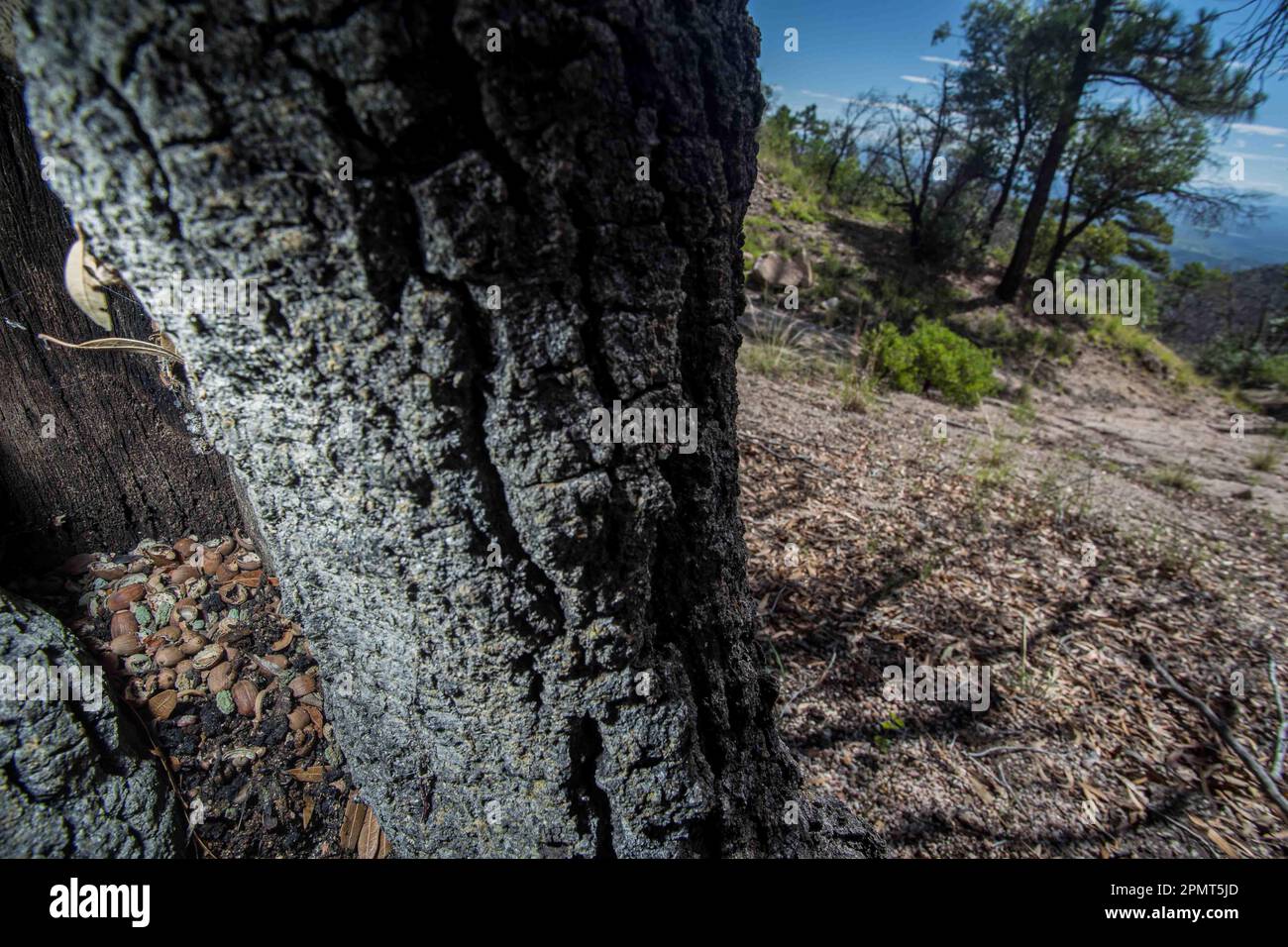 acorn or lande inside the trunk and bark of a tree, of the arboreal ...