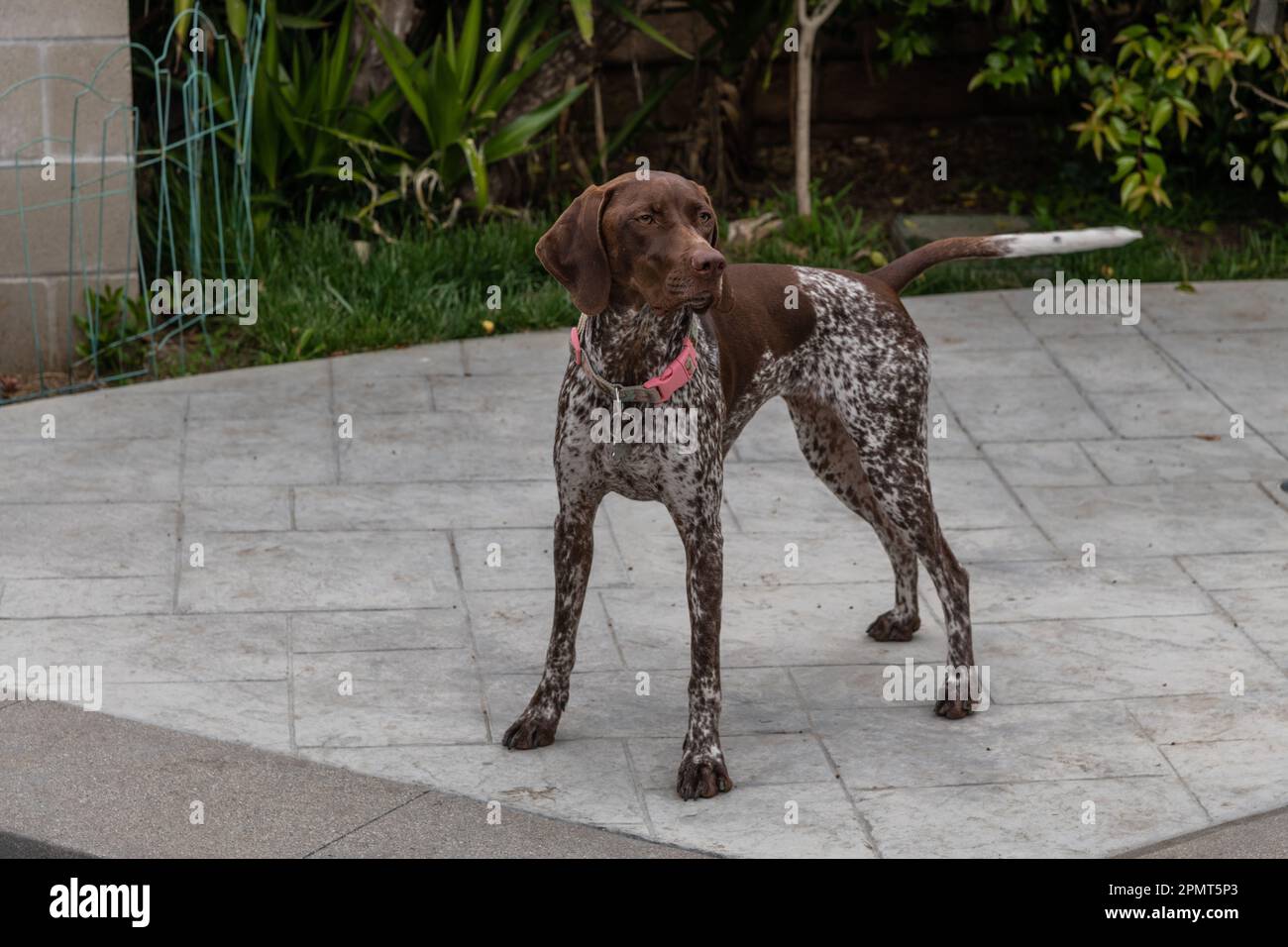 Cute German Shorthaired Pointer in the backyard Stock Photo - Alamy