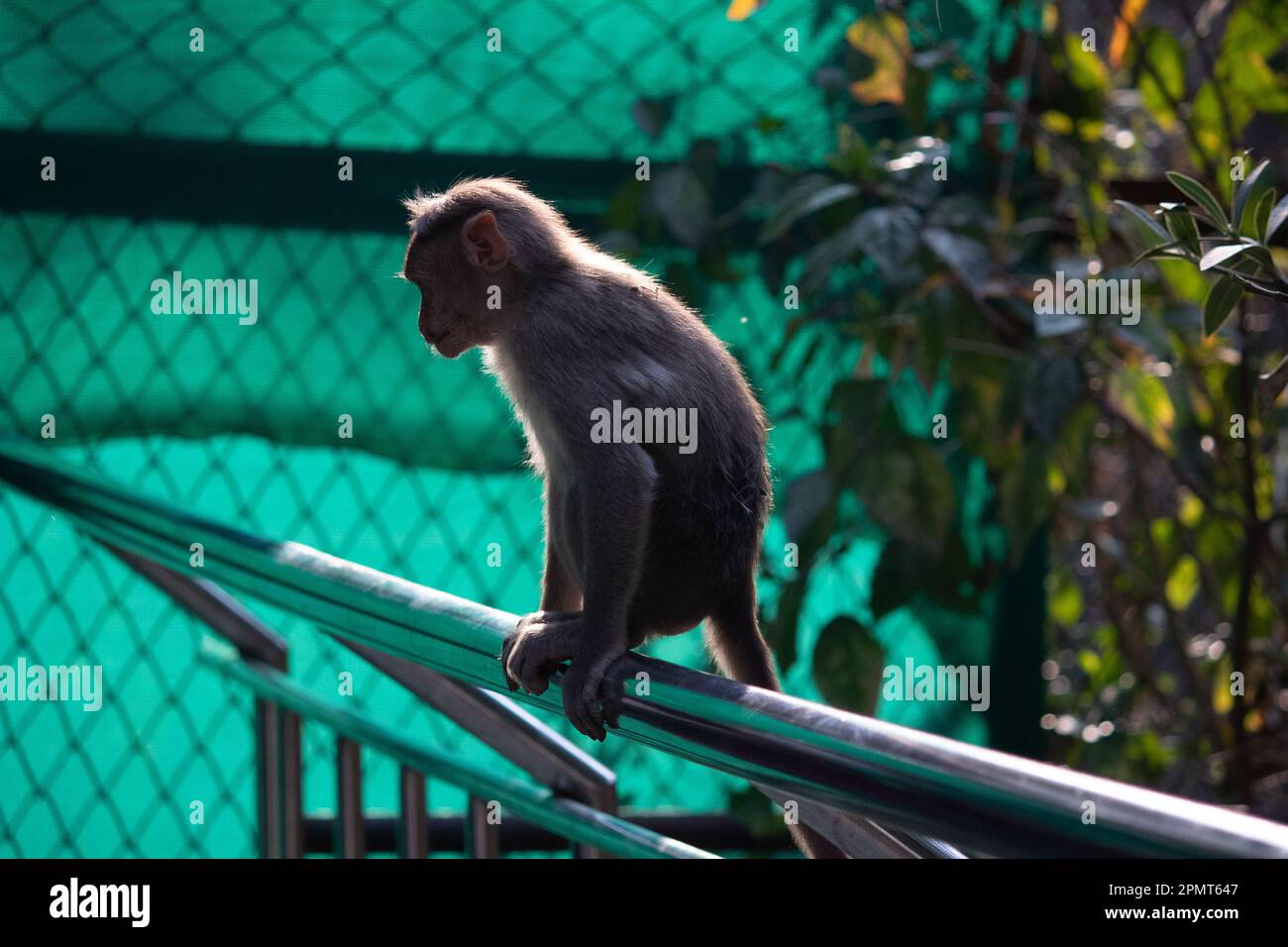 monkey at Bannerghatta national park Bangalore playing in the zoo ...