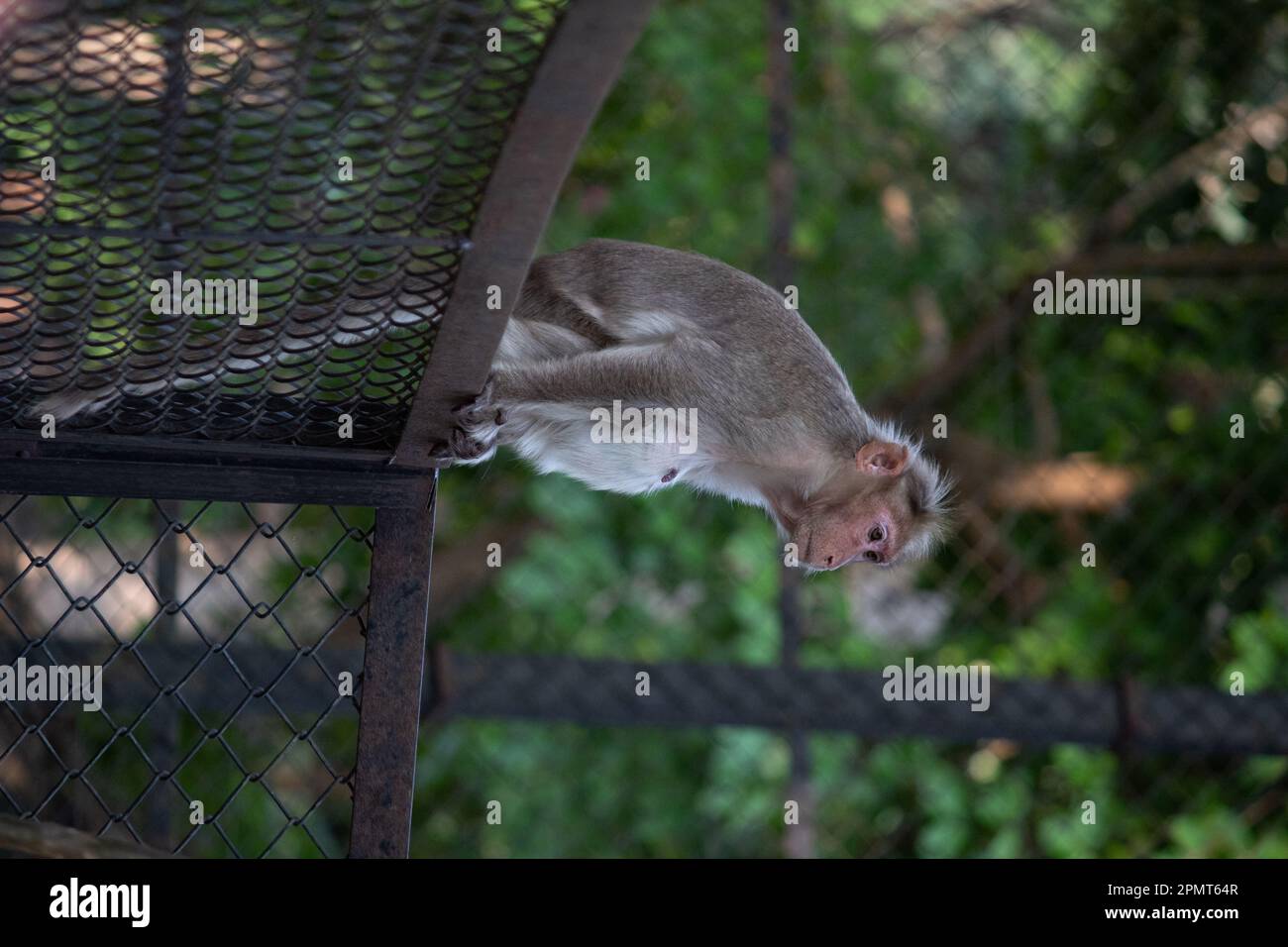 monkey at Bannerghatta national park Bangalore playing in the zoo ...