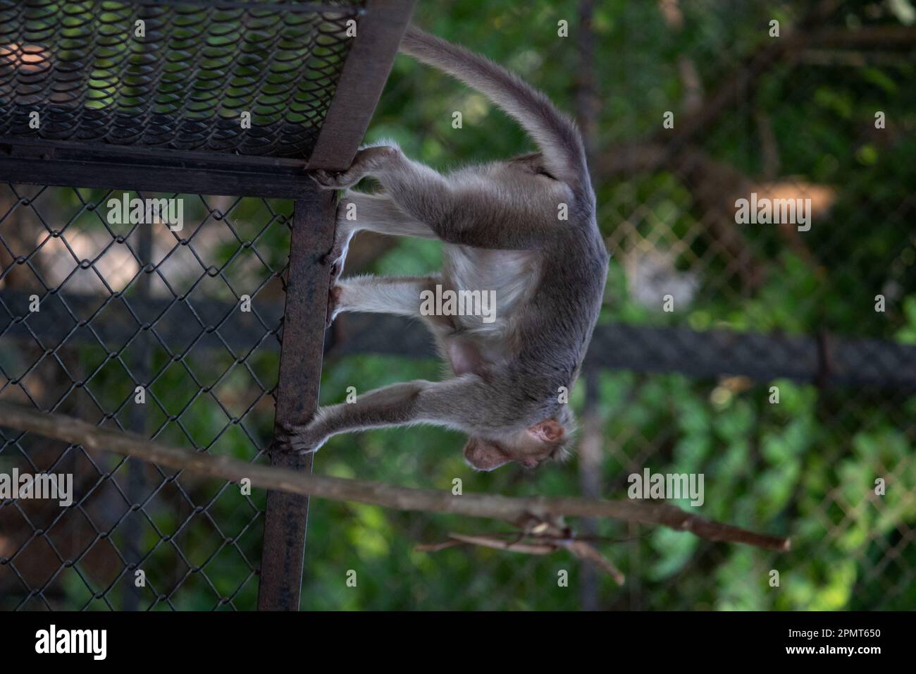 monkey at Bannerghatta national park Bangalore playing in the zoo ...