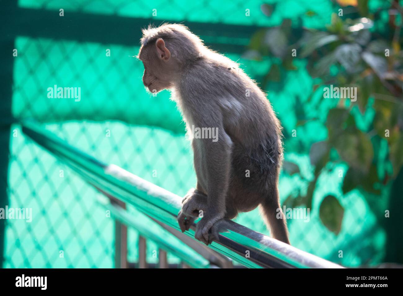monkey at Bannerghatta national park Bangalore playing in the zoo ...