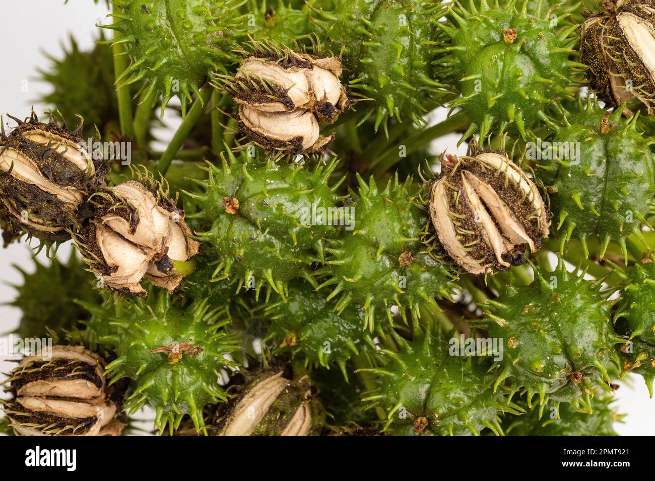 Green and sun-dried seeds of Ricinus communis Stock Photo - Alamy