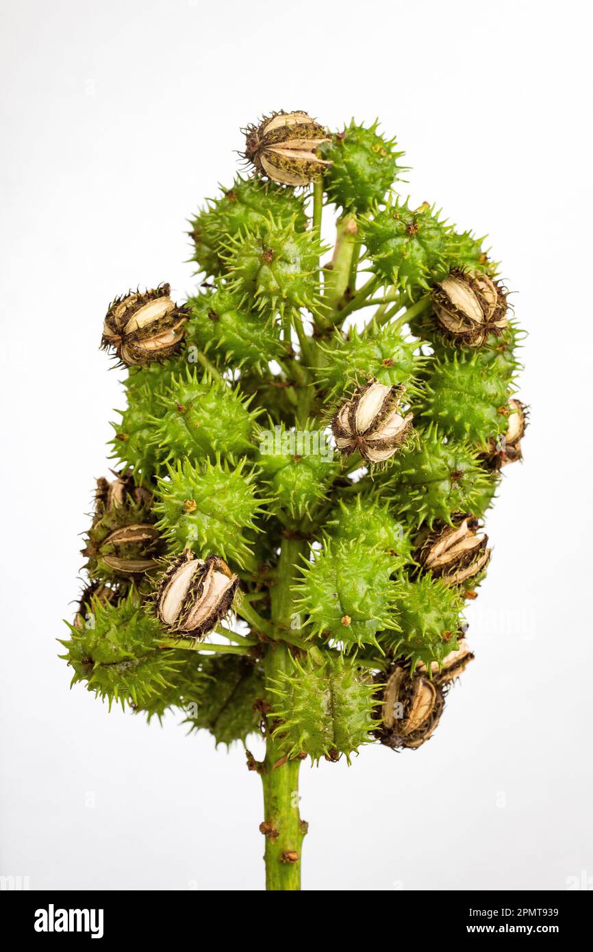 Green and sun-dried seeds of Ricinus communis Stock Photo - Alamy