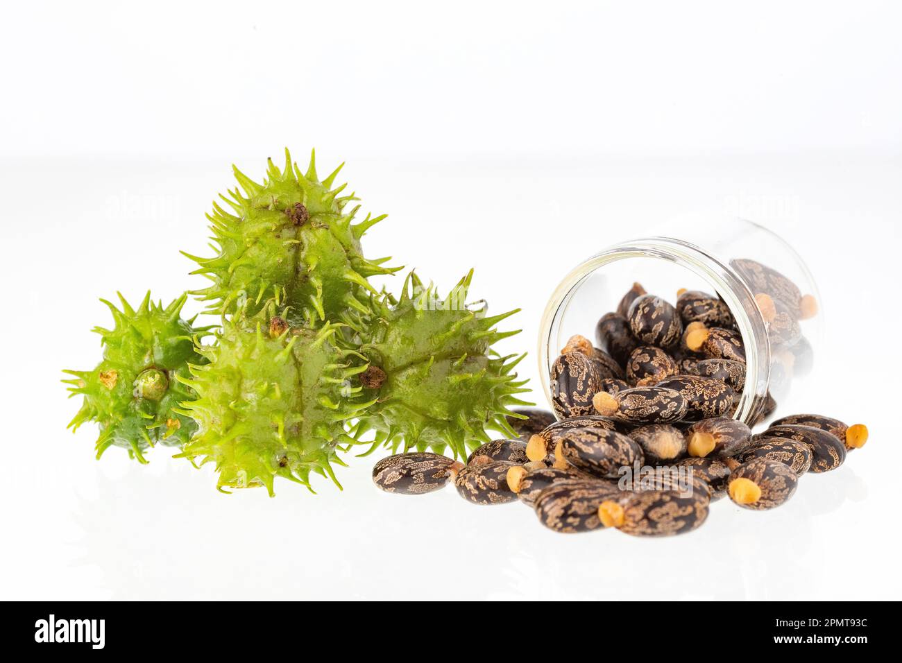 Organic castor seeds and fruits - Ricinus communis Stock Photo - Alamy