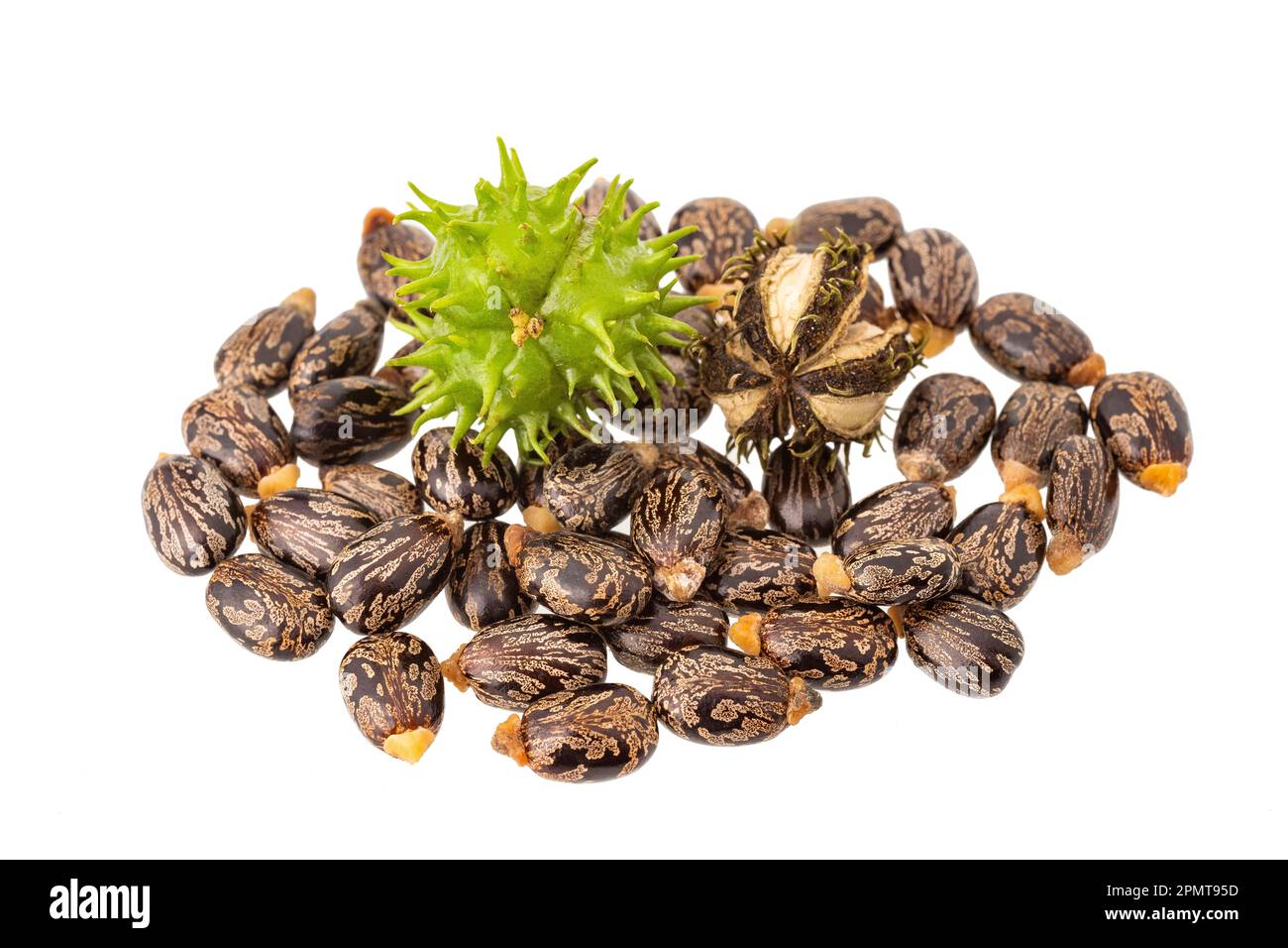 Green and dry organic seeds of Ricinus communis Stock Photo - Alamy